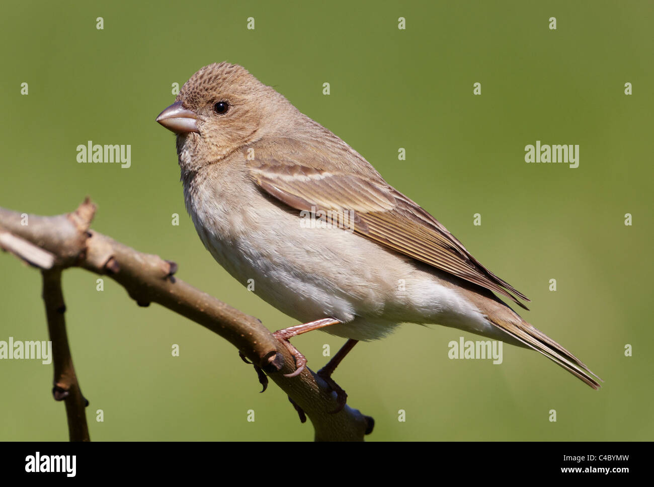 Finches of europe hi-res stock photography and images - Alamy