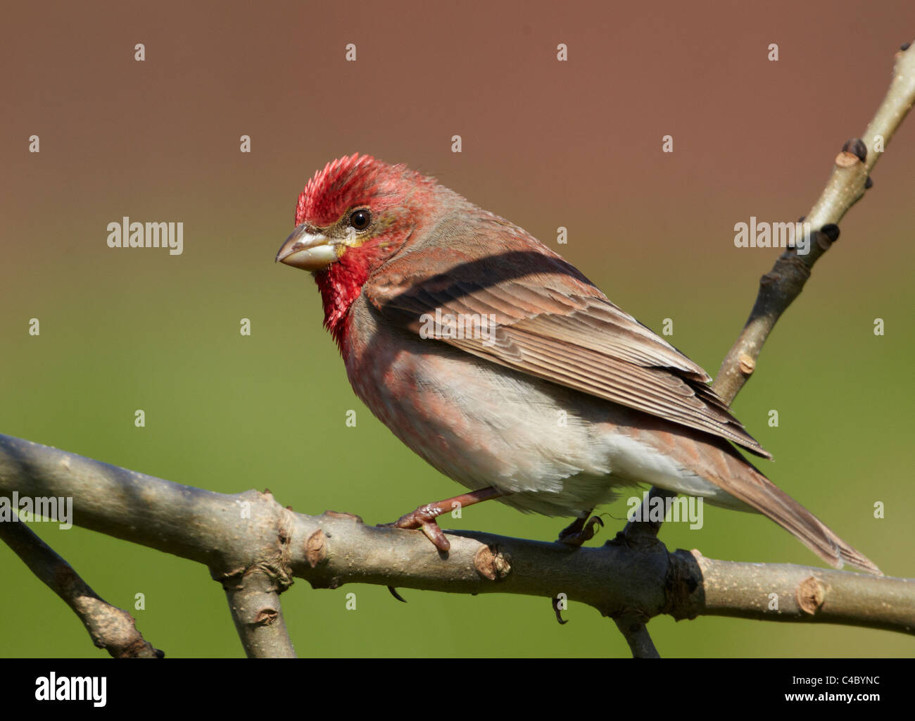 Common Rosefinch (Carpodacus erythrinus), male perched on a twig Stock ...