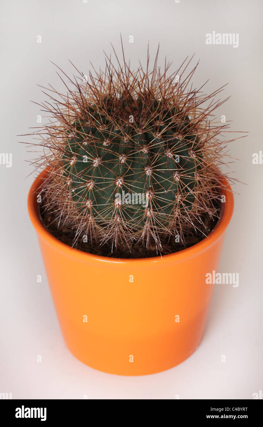 Cactus in orange pot Stock Photo - Alamy