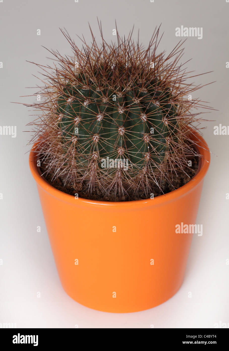 Cactus in orange pot Stock Photo - Alamy