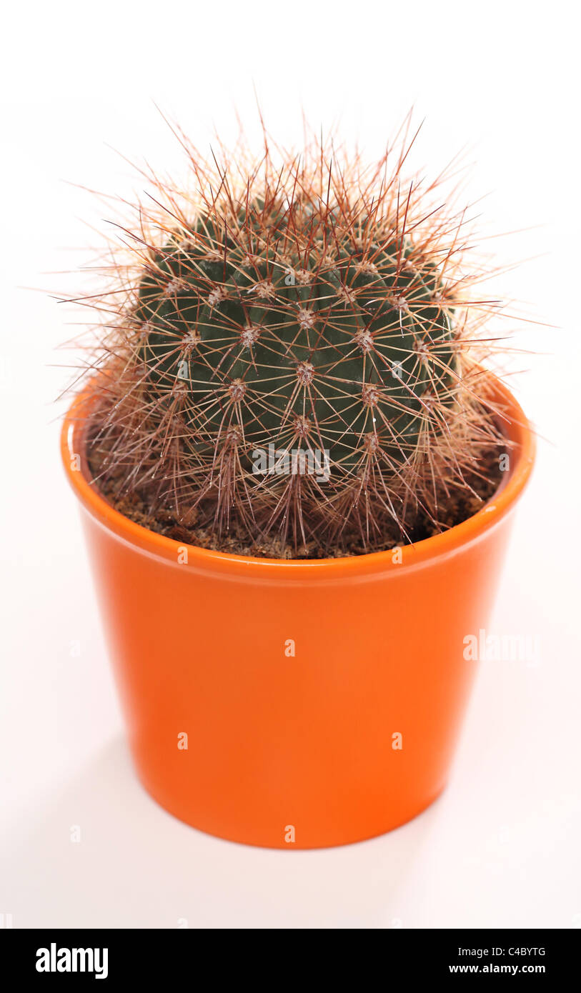 Cactus in orange pot Stock Photo - Alamy