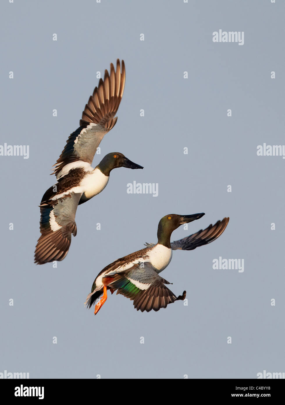 Northern Shoveler (Anas clypeata). Two drakes in flight Stock Photo - Alamy