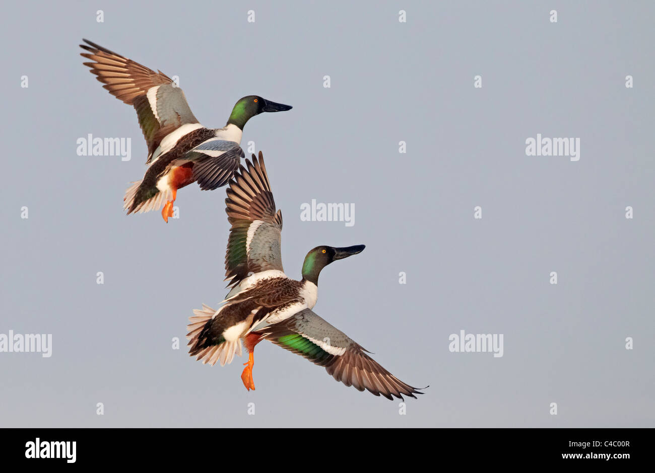 Northern Shoveler (Anas clypeata). Two drakes in flight Stock Photo - Alamy