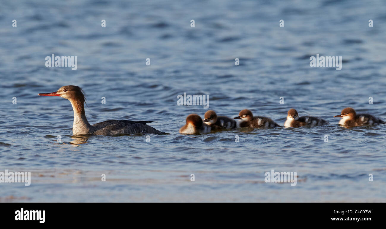 Female red breasted merganser with chicks hi-res stock photography and images - Alamy