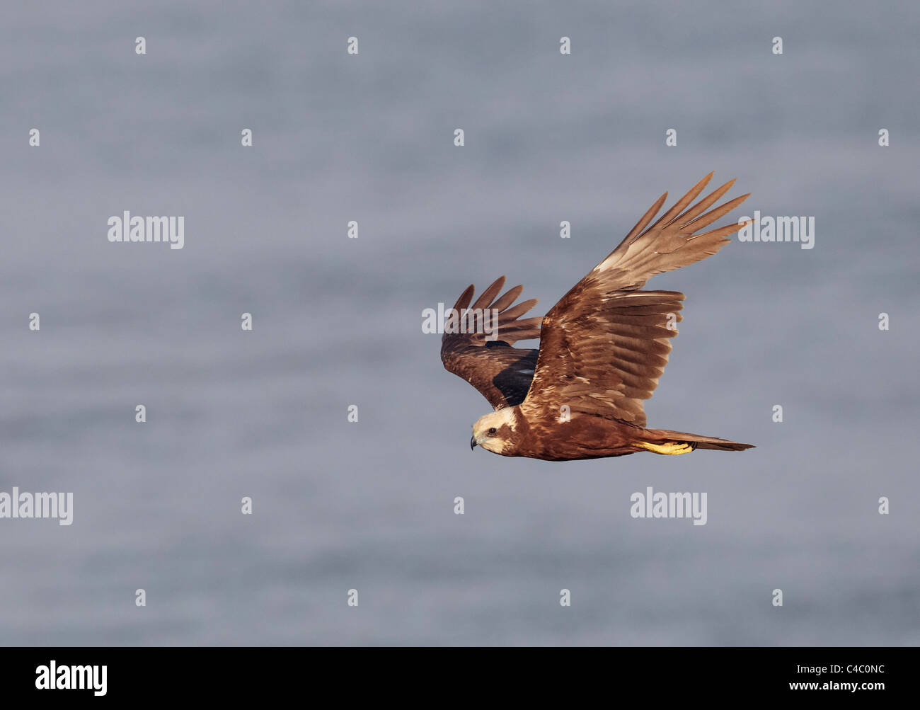 Western Marsh Harrier (Circus aeruginosus). Female in flight Stock ...
