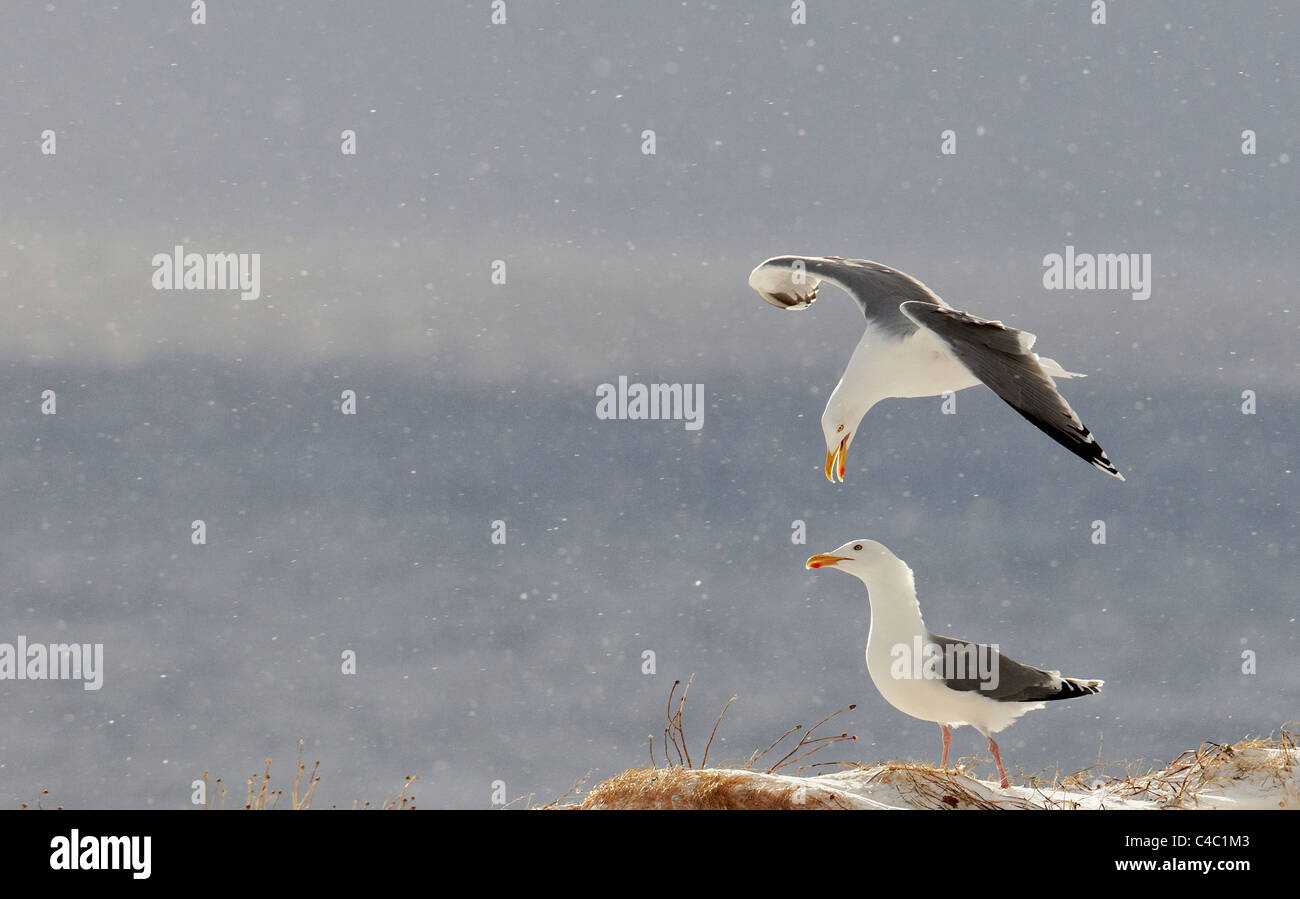 Herring Gull (Larus argentatus), adult in flight above sitting partner ...