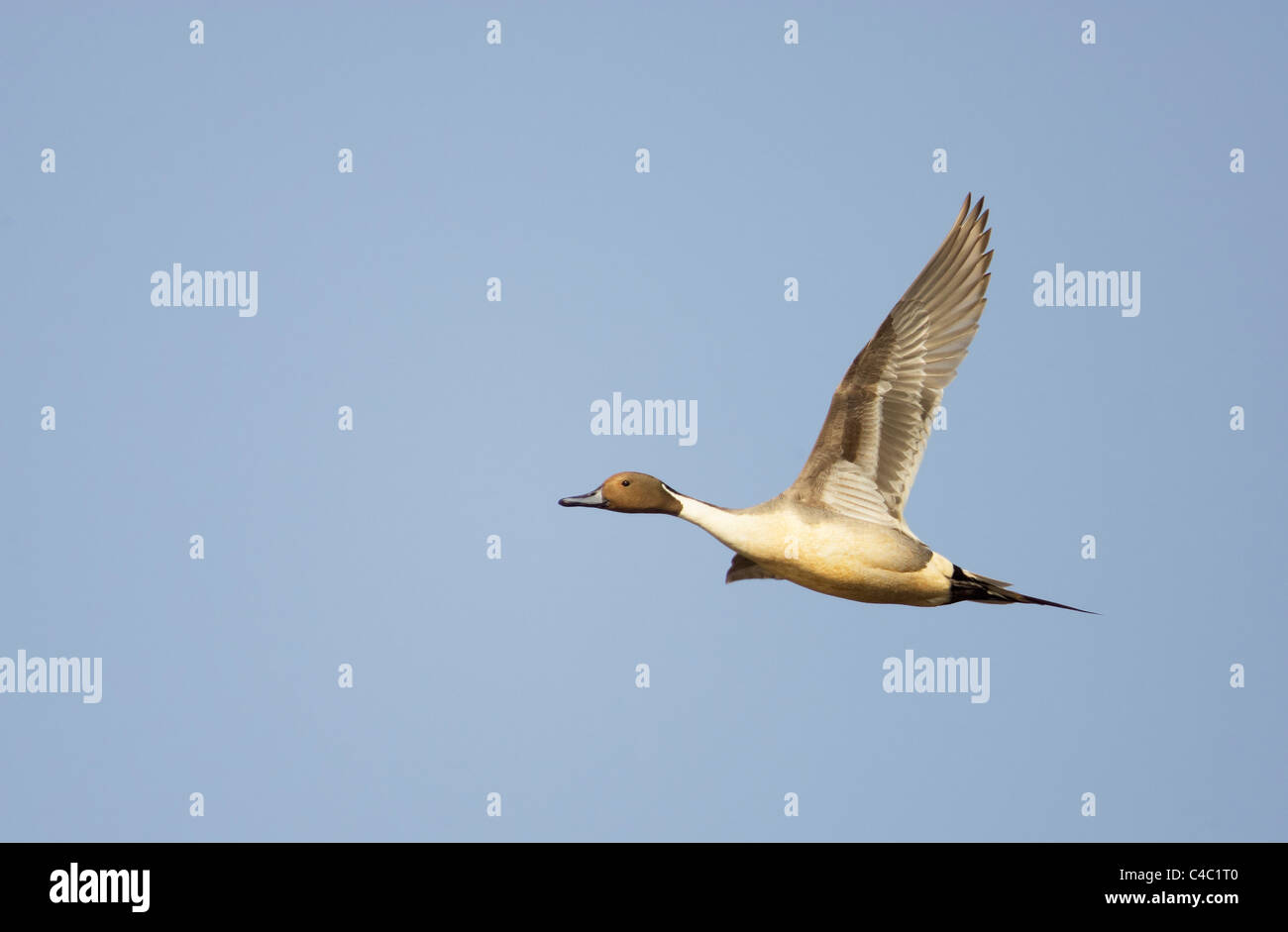 Northern pintail drake flight hi-res stock photography and images - Alamy