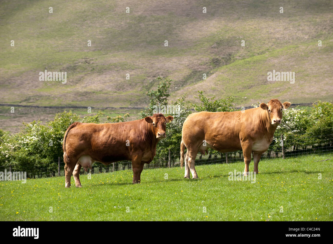 Limousin eating grass hi-res stock photography and images - Alamy