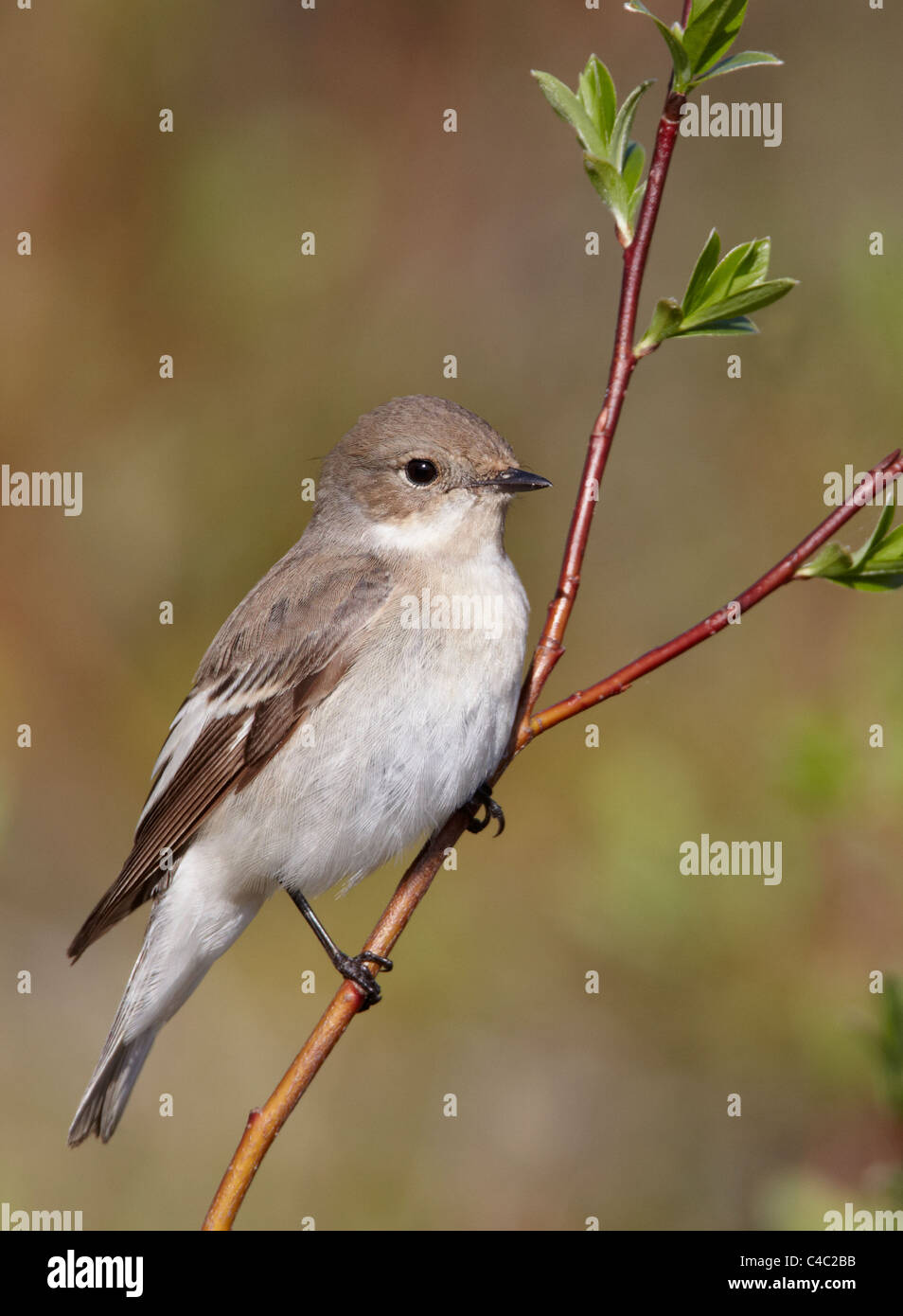 Female flycatcher hi-res stock photography and images - Alamy