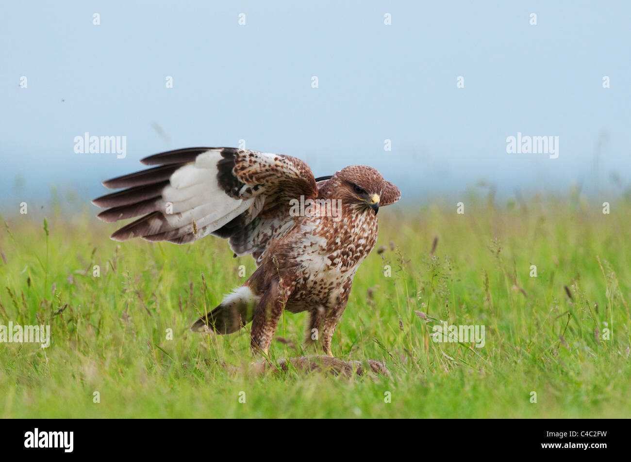 Buzzard wings hi-res stock photography and images - Alamy