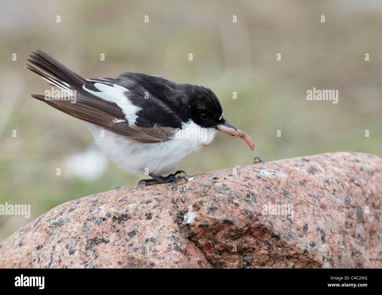Pied Flycatcher (Ficedula hypoleuca), male eating a worm Stock Photo ...