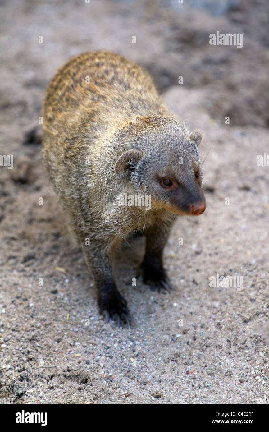 Animal wildlife mongoose hi-res stock photography and images - Alamy