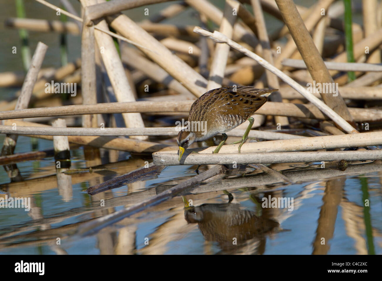 Sora Rail (Pozana Carolina) in habitat Stock Photo - Alamy