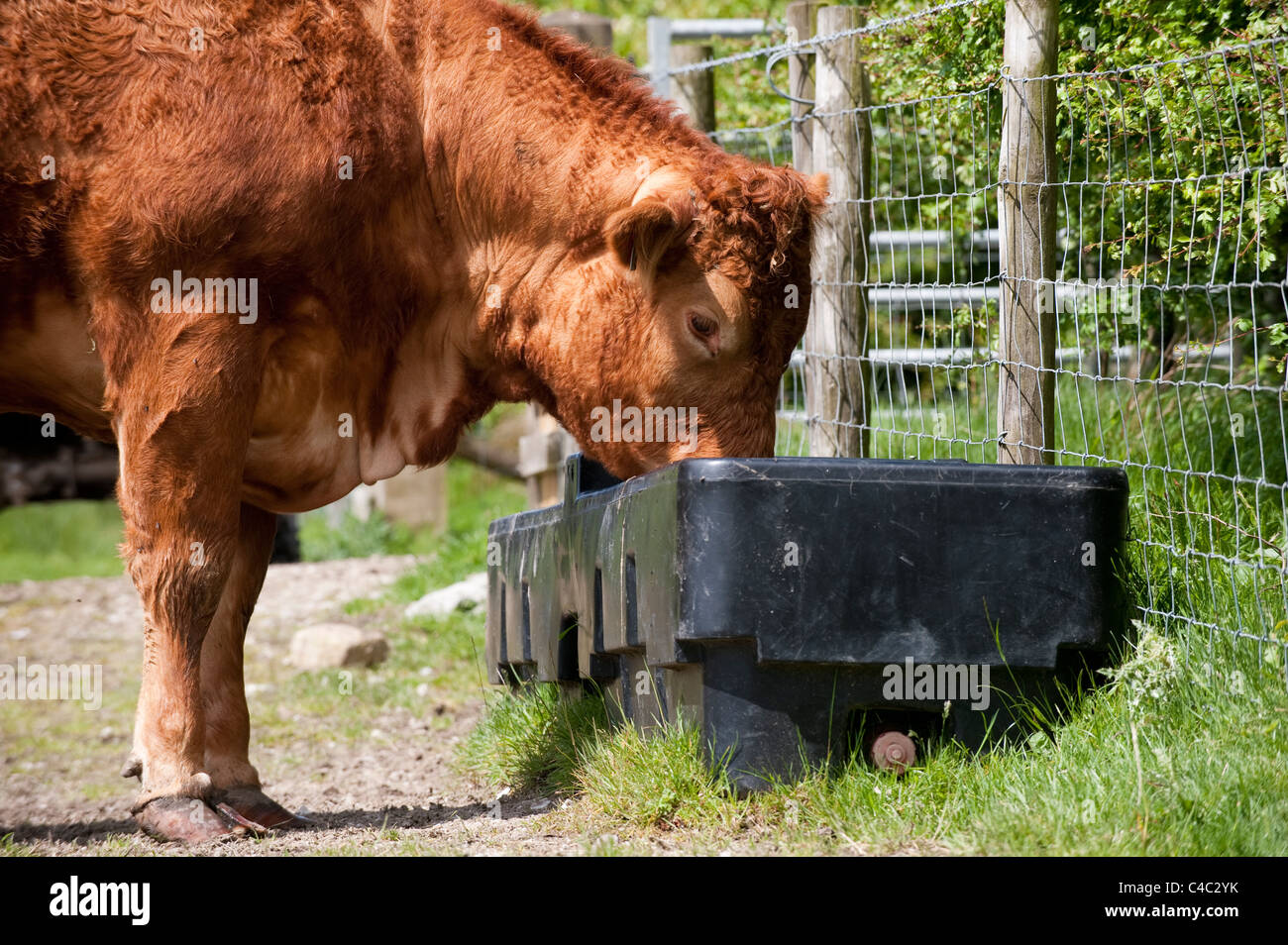 Water Trough Animals Drinking at Gabriela Veatch blog