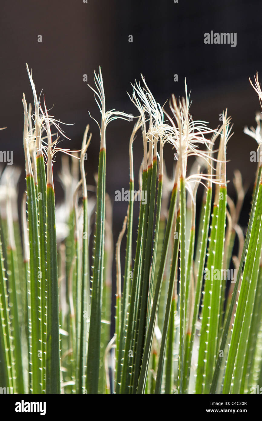 Interesting grass like plant with fluffy tufts at the tips, Italy Stock ...