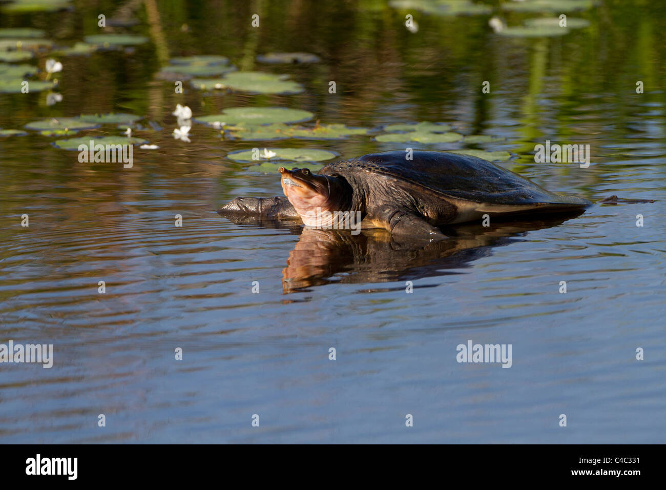 Florida Softshell Turtle (Apalone ferox Stock Photo - Alamy