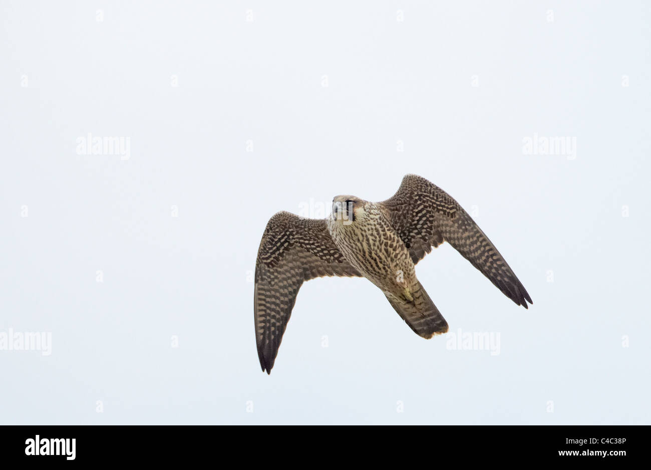 Peregrine Falcon (Falco peregrinus), juvenile in flight Stock Photo - Alamy