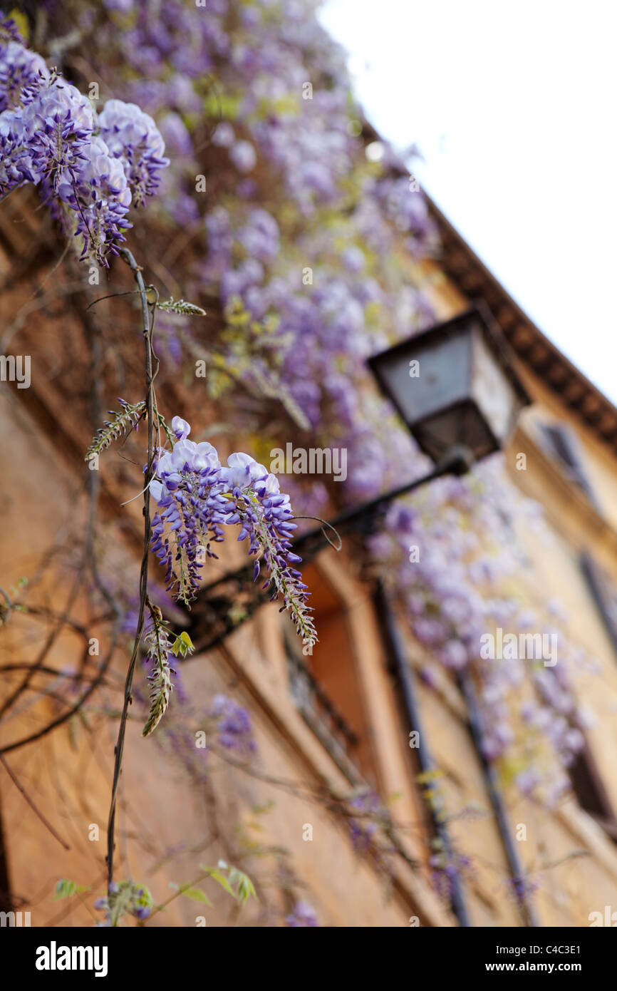Wisteria in a backstreet of Rome, Italy Stock Photo - Alamy