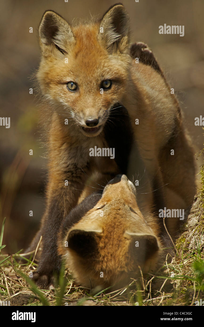 Red Fox Pups (Vulpes vulpes) – Formerly Vulpes fulva - New York - USA ...