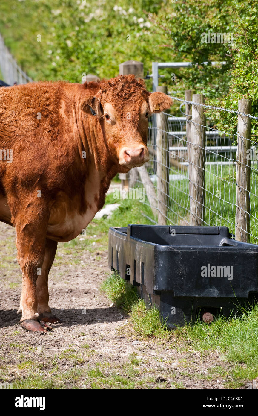 Water Trough Animals Drinking at Gabriela Veatch blog