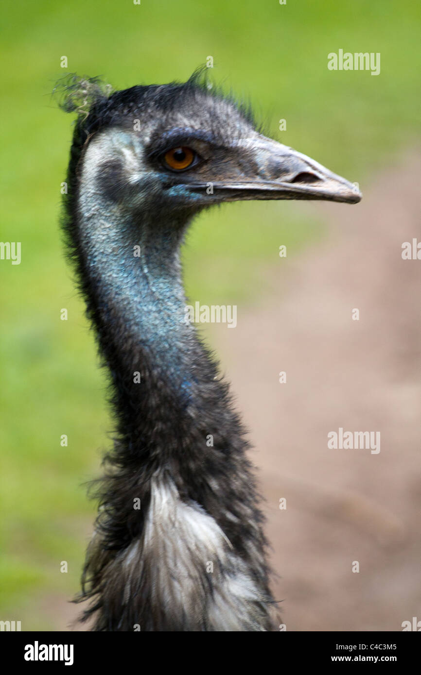 Emu beak hi-res stock photography and images - Alamy
