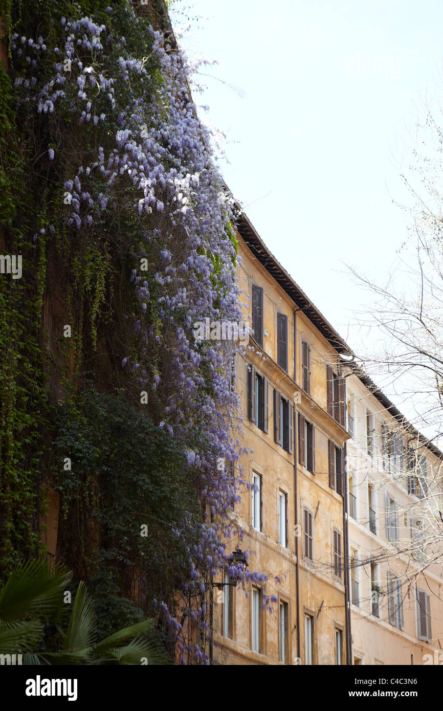 Wisteria in a backstreet of Rome, Italy Stock Photo - Alamy