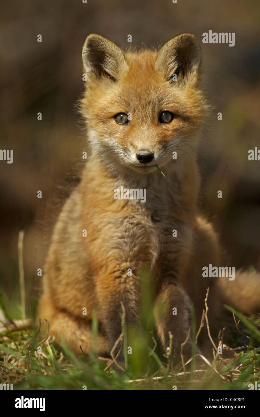 Red Fox Pups (Vulpes vulpes) – Formerly Vulpes fulva - New York - USA ...