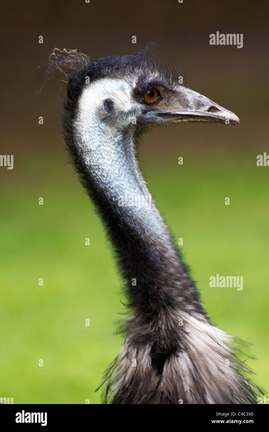 Emu Beak High Resolution Stock Photography and Images - Alamy