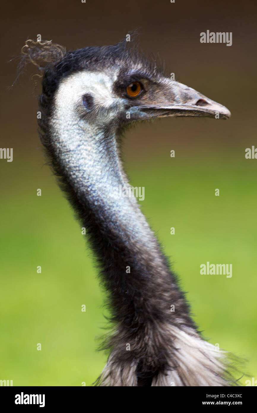 Emu beak hi-res stock photography and images - Alamy