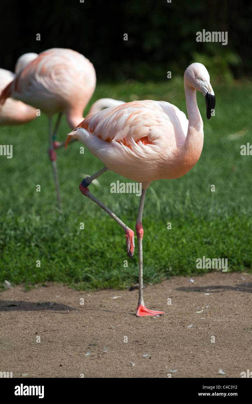 Flamingo mating hi-res stock photography and images - Alamy