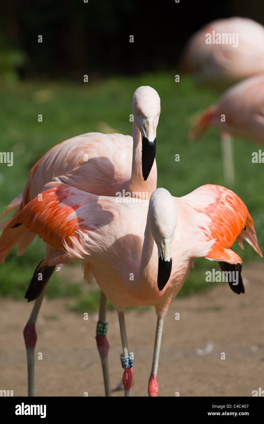Flamingos africa mating hi-res stock photography and images - Alamy