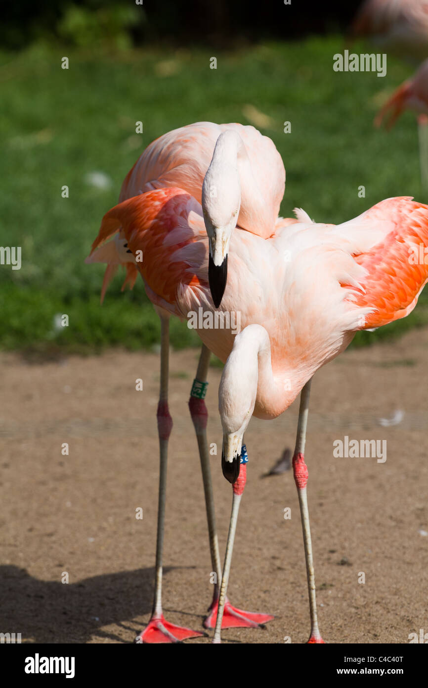 Mating flamingos hi-res stock photography and images - Alamy