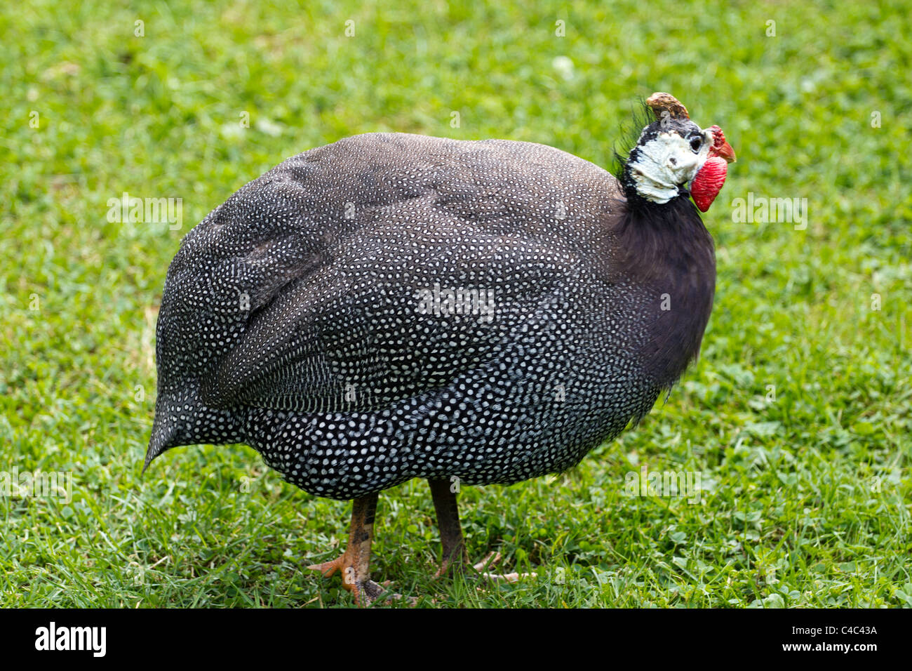 Male guinea fowl hi-res stock photography and images - Alamy