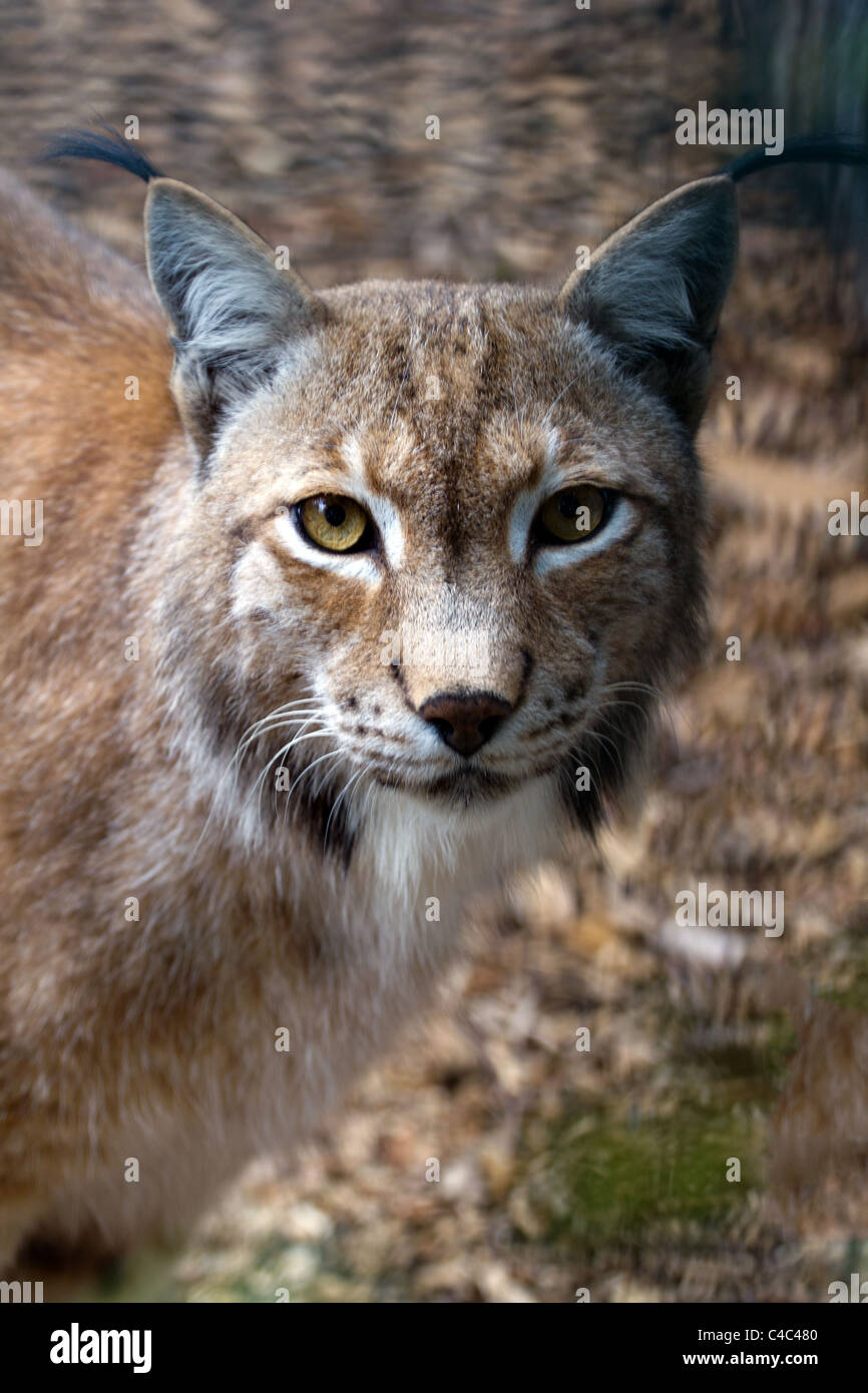 Lynx fur hi-res stock photography and images - Alamy