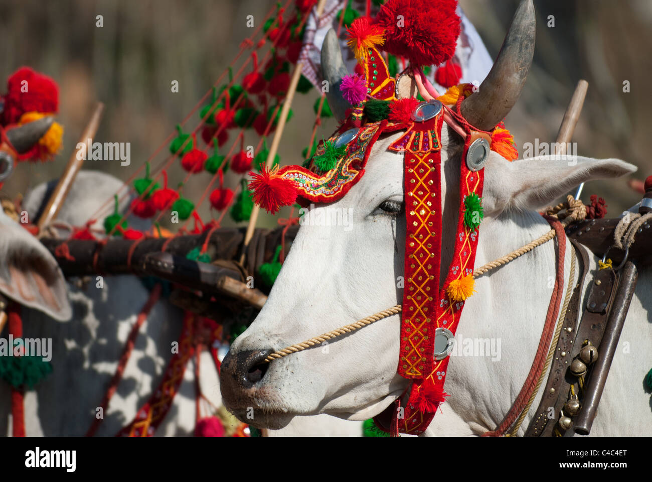 Brightly decorated cows in wedding procession in Sagaing, Myanmar Stock ...
