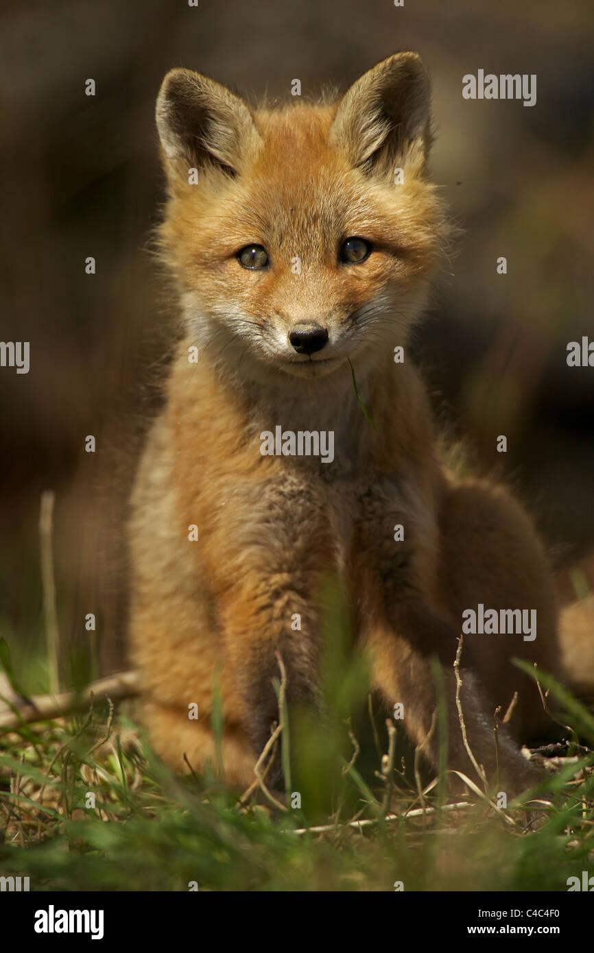 Red Fox Pups (Vulpes vulpes) – Formerly Vulpes fulva - New York - USA ...