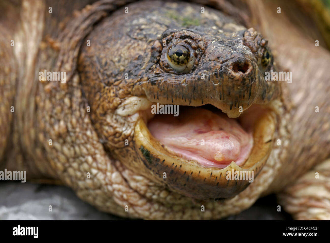 Snapping Turtle (Chelydra serpentina) - New York - Male - Found in ...