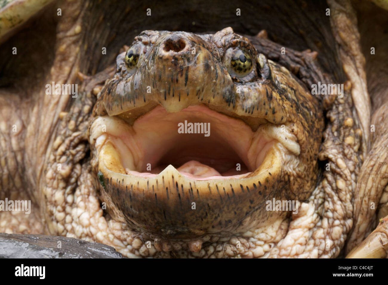 Snapping turtle mouth open hi-res stock photography and images - Alamy