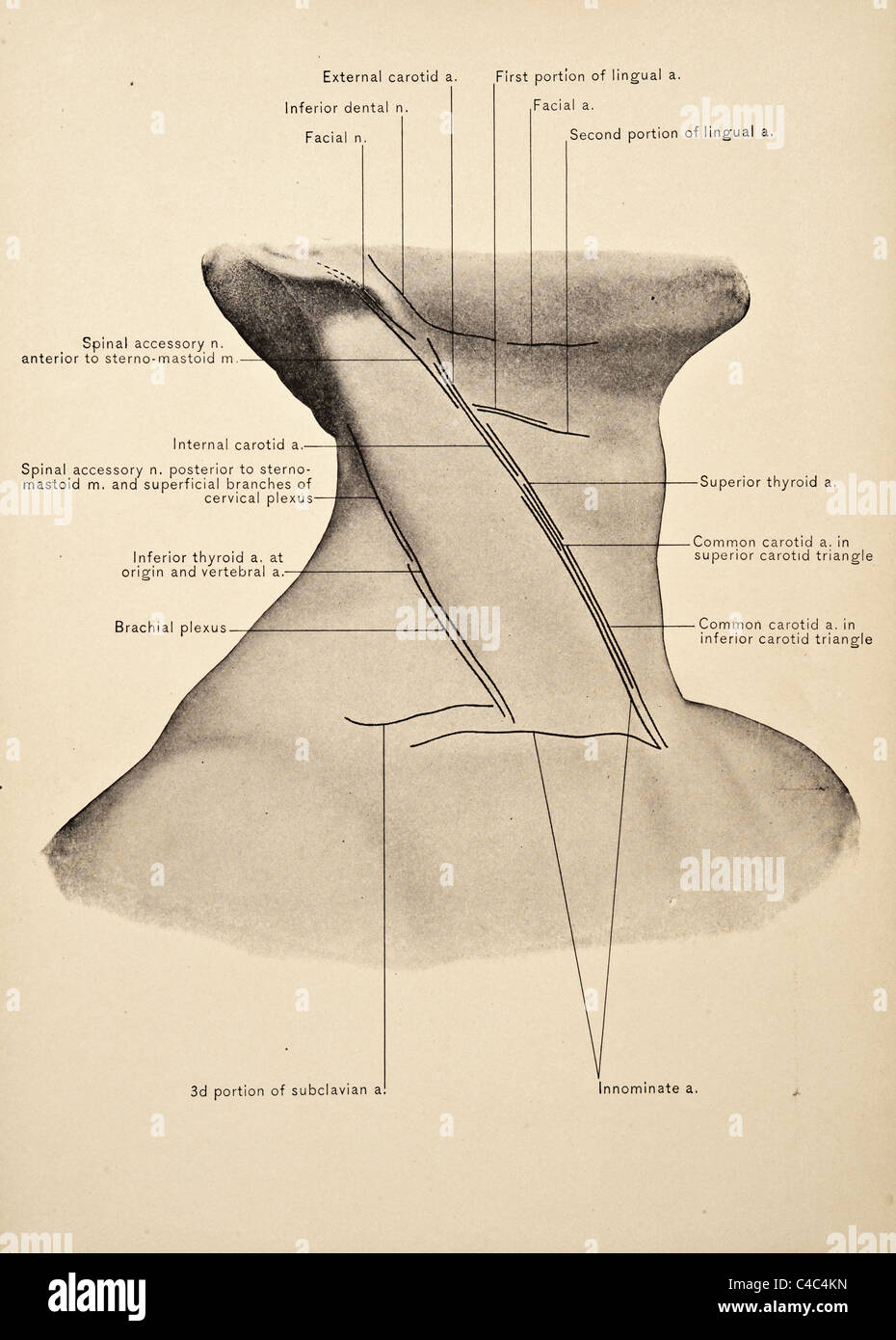 Illustration of the Human Neck copyright 1904 Stock Photo - Alamy