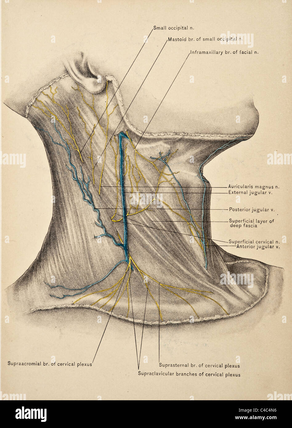 Jugular veins neck hi-res stock photography and images - Alamy