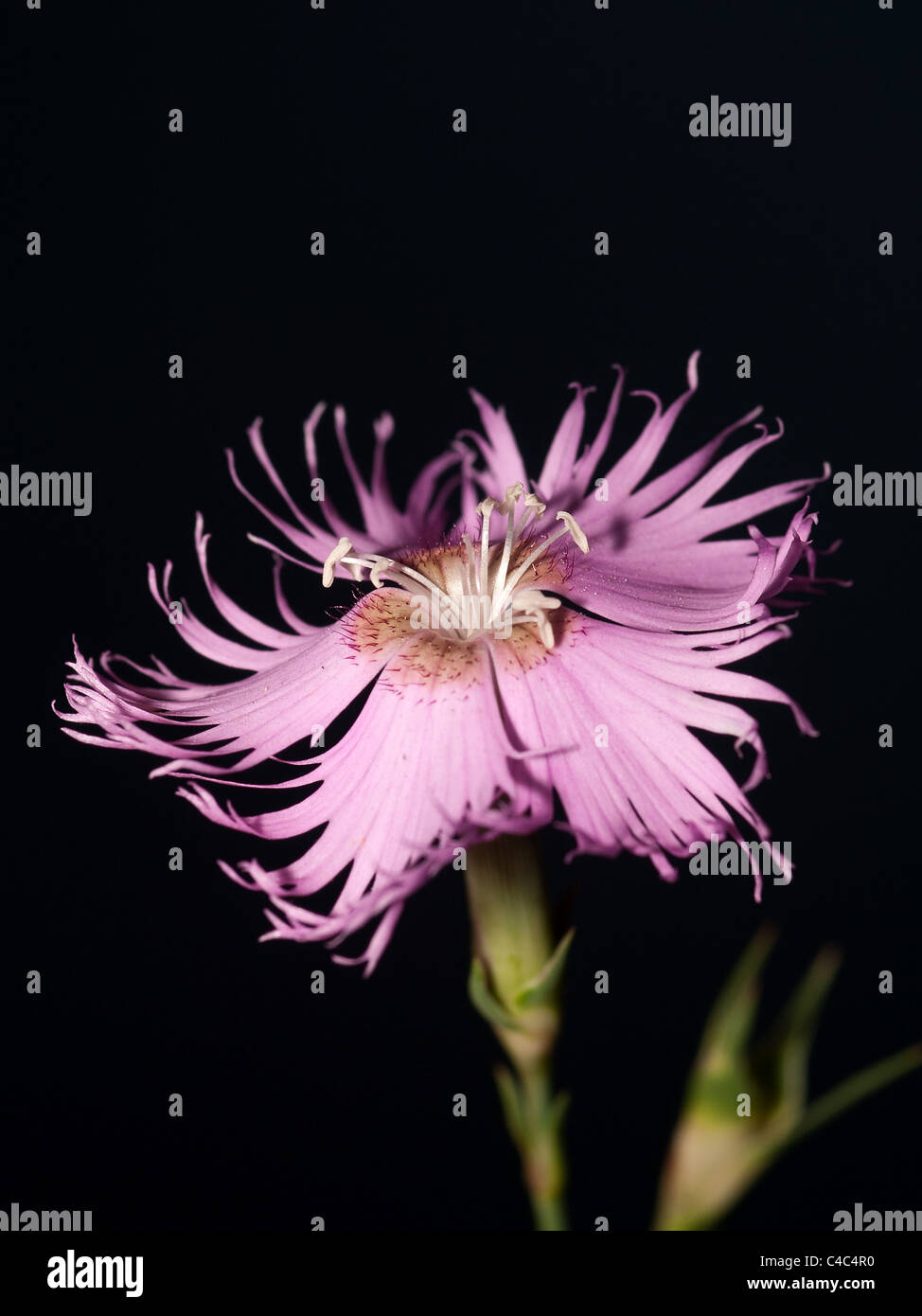 Fringed pink hi-res stock photography and images - Alamy