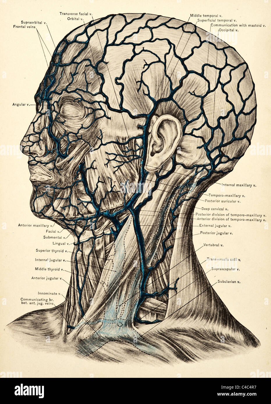 Lymphatic system of the neck and head hi-res stock photography and ...