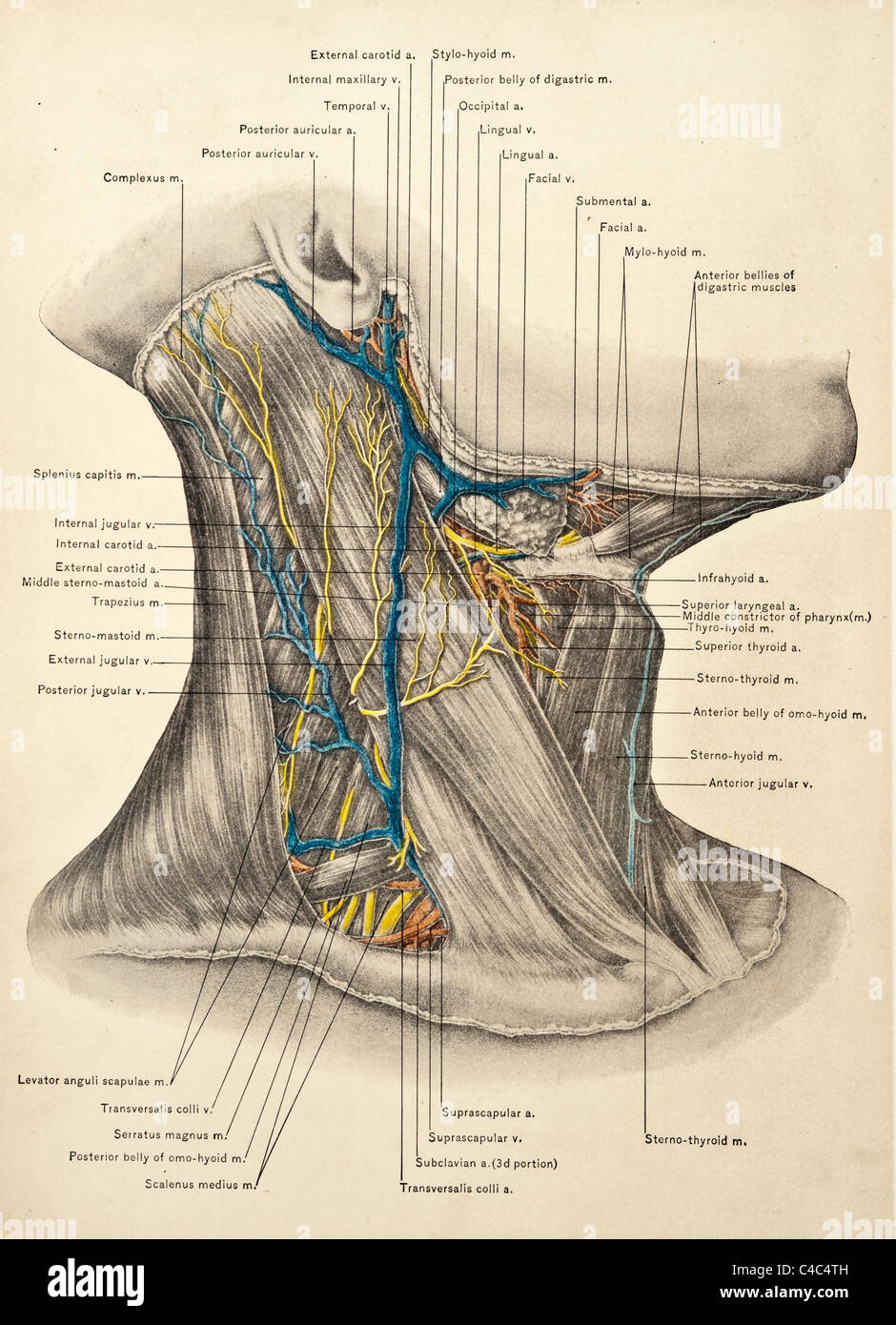 Superficial Neck Veins High Resolution Stock Photography and Images - Alamy