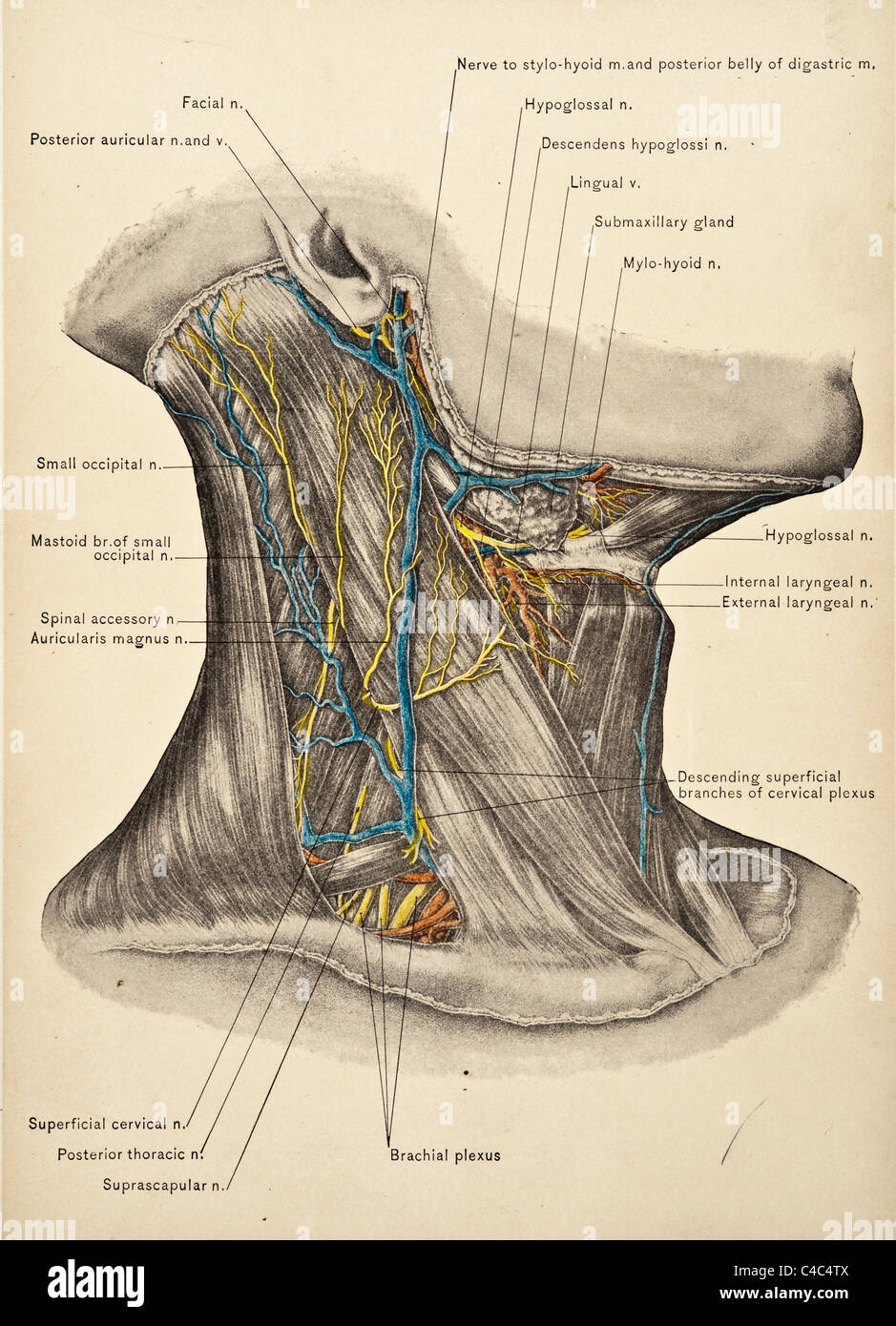 Illustration of the Human Neck copyright 1904 Stock Photo - Alamy
