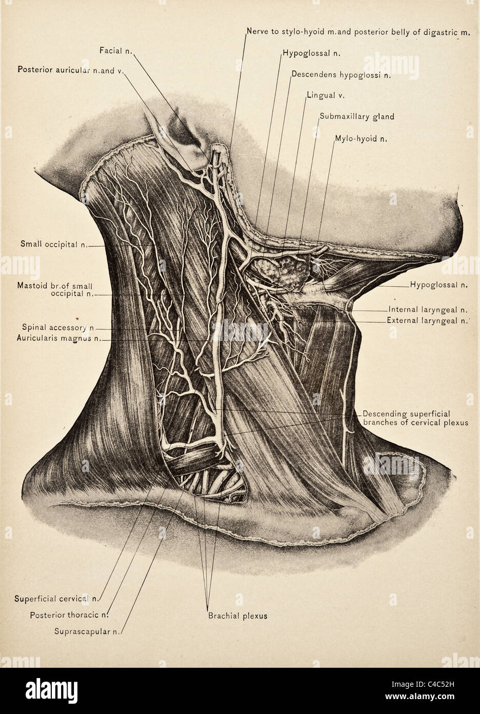 Illustration of the Human Neck copyright 1904 Stock Photo - Alamy