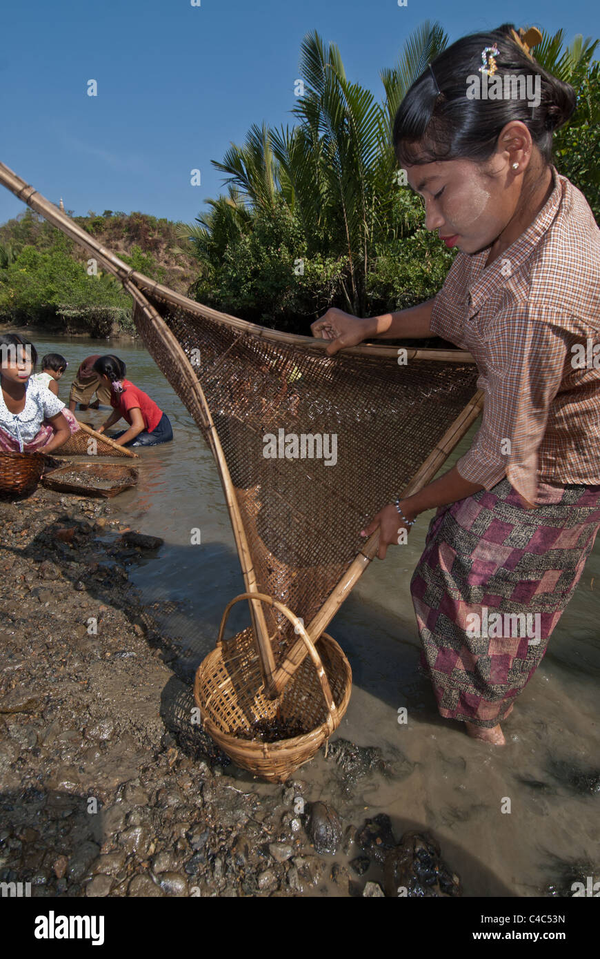 Young woman collecting shellfish in river bed using a reed sieve and ...