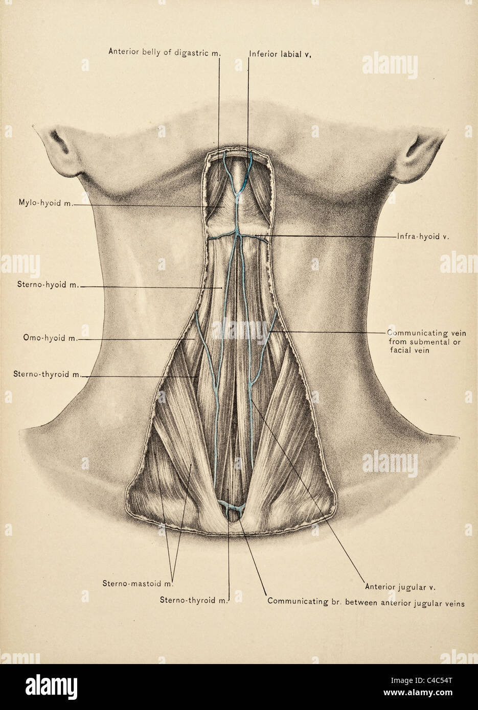 Illustration of the Human Neck copyright 1904 Stock Photo - Alamy