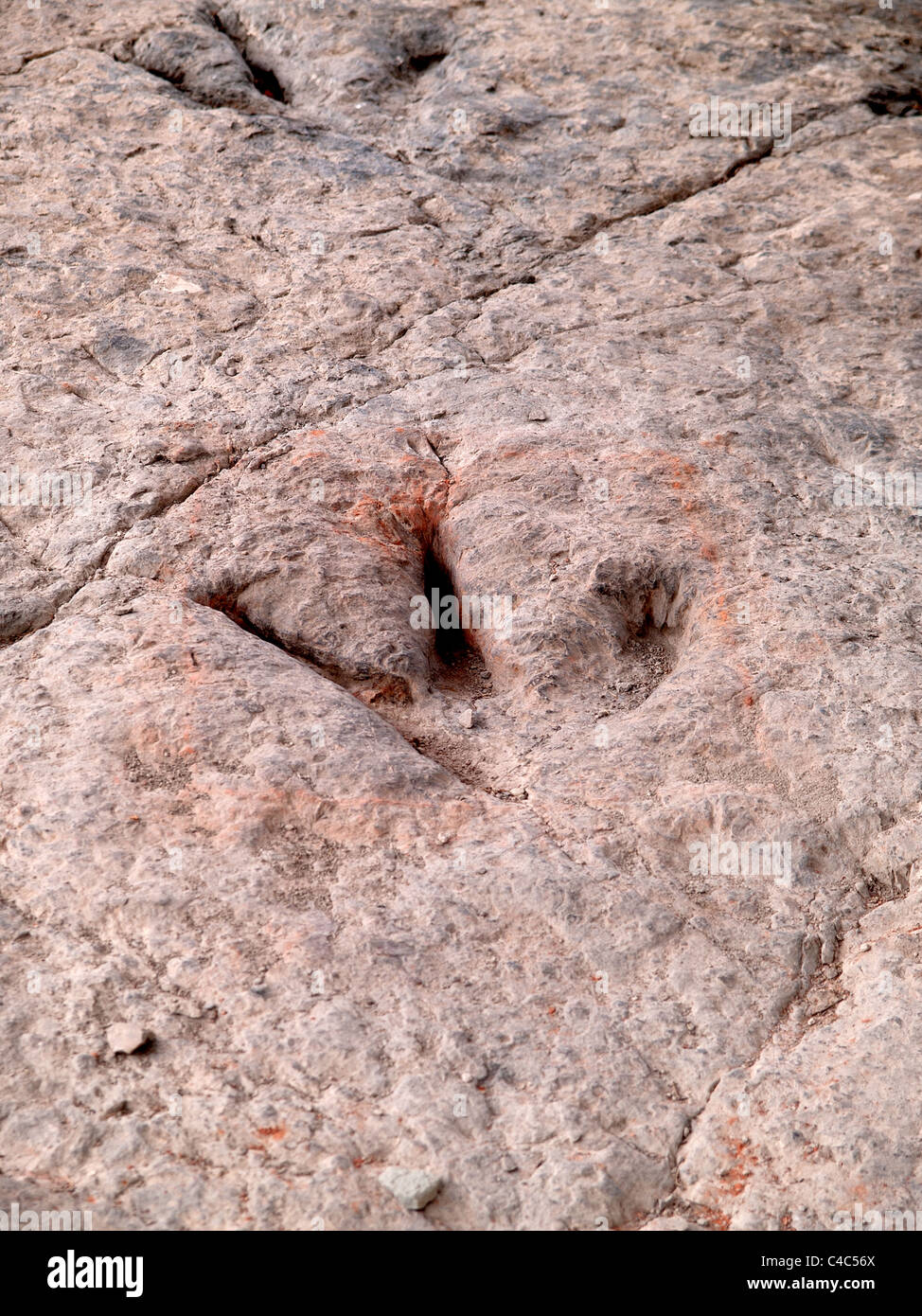 Real fossil dinosaur tracks exposed on a fossilised riverbed. Enciso ...