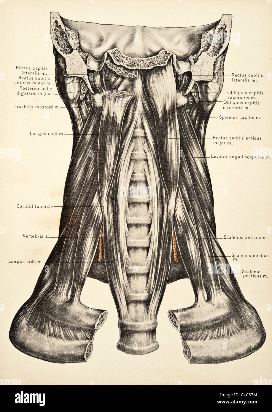 Antique Medical Illustration of a Neck; copyright 1904 Stock Photo - Alamy