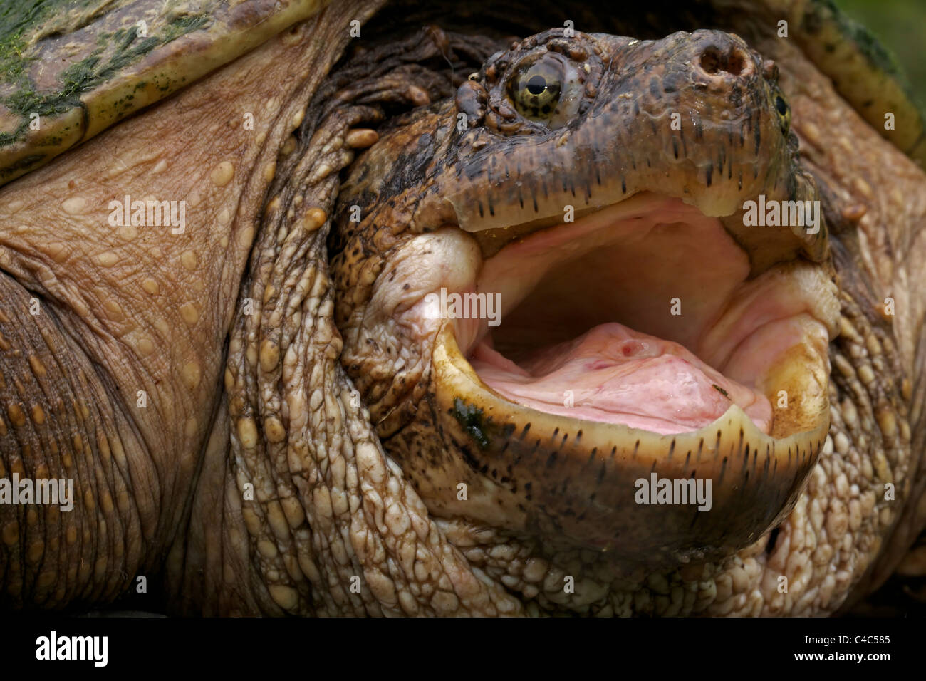 Snapping Turtle (Chelydra serpentina) - New York - Male - Found in ...
